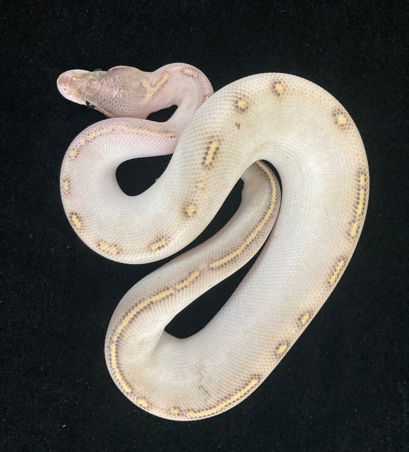 GHI Pastel Freeway Ball Python by ALZ Morphs - MorphMarket