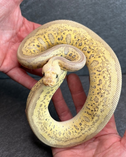 Super Pastel Leopard Acid Clown Ball Python by ALZ Morphs