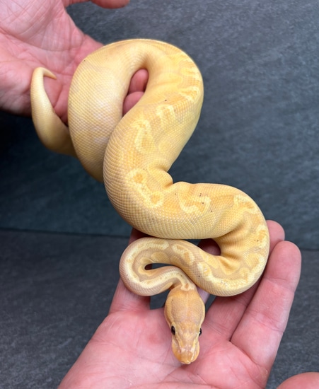 Banana Sunset Ball Python by ALZ Morphs