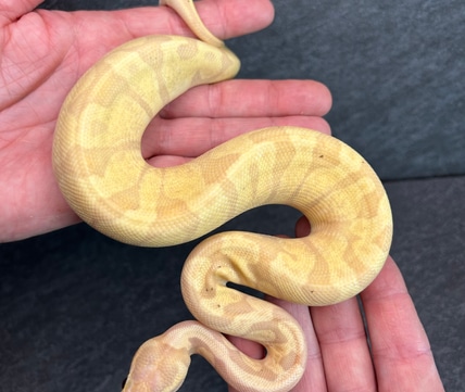 Banana Clown Stranger Ball Python by ALZ Morphs - MorphMarket