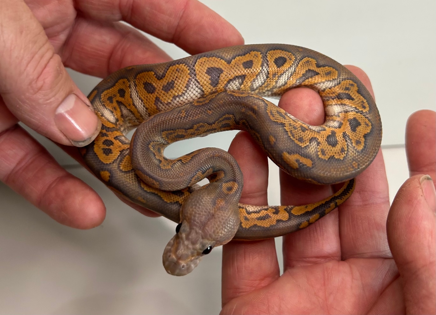 Black Pastel Ghost Clown Ball Python by ALZ Morphs - MorphMarket