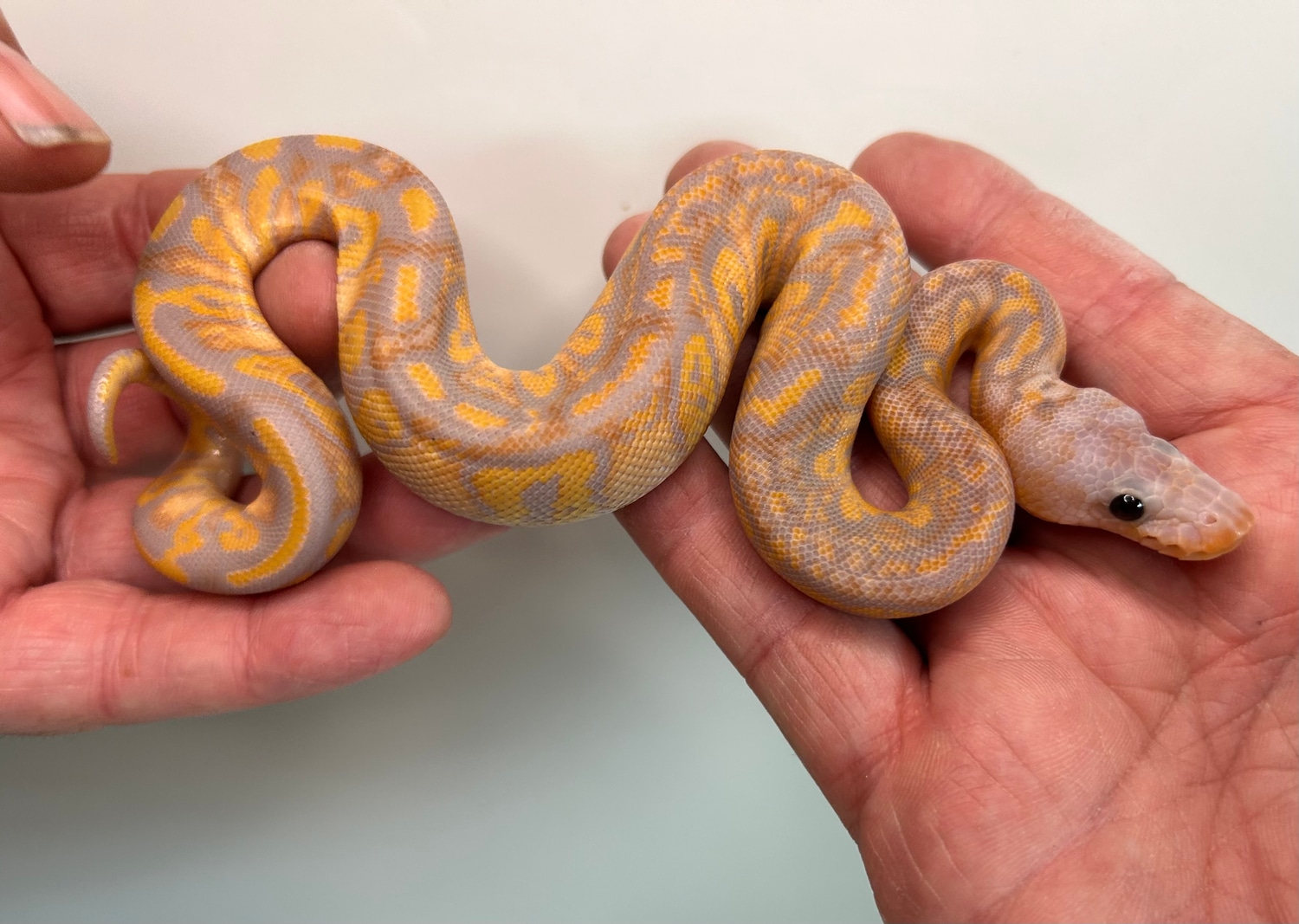 Banana Clown Stranger Ball Python by ALZ Morphs - MorphMarket