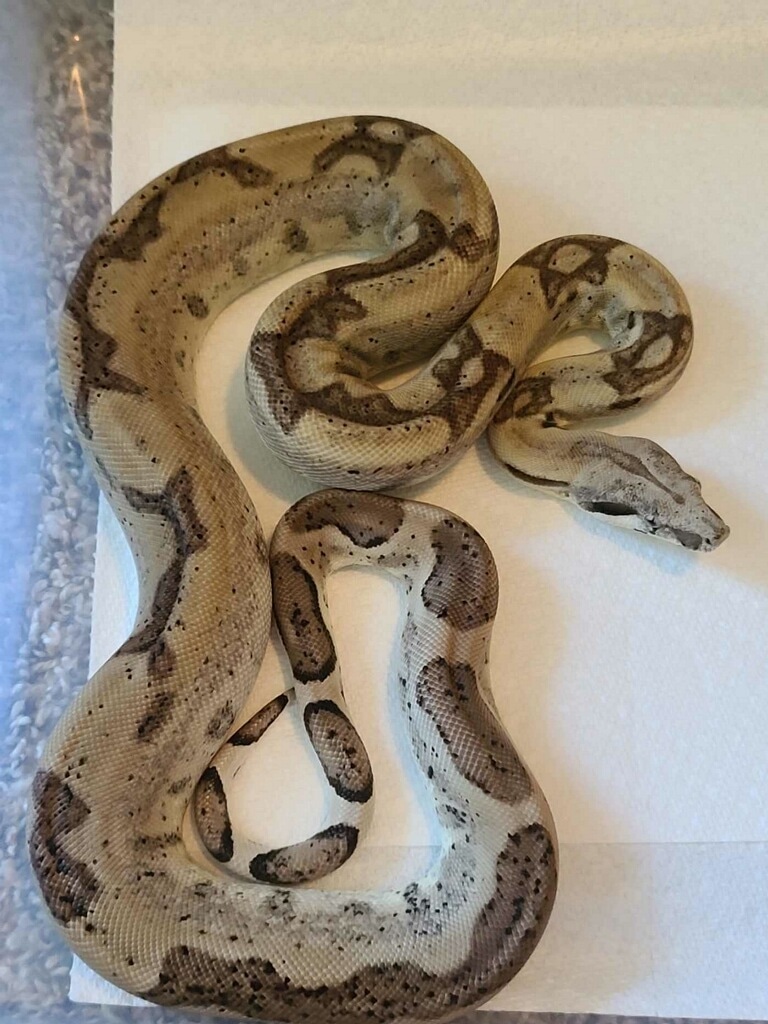 Ghost Jungle Boa Constrictor by Blue Diamond Xotics - MorphMarket