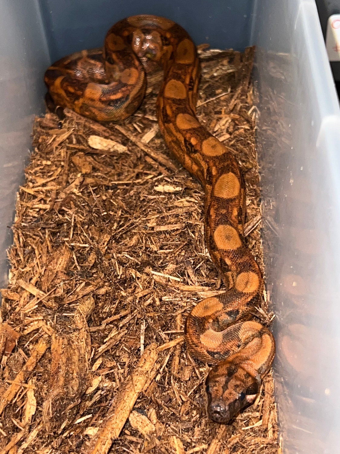 Blood 100% Anerythristic 2 Boa Constrictor by Blue Diamond Xotics ...