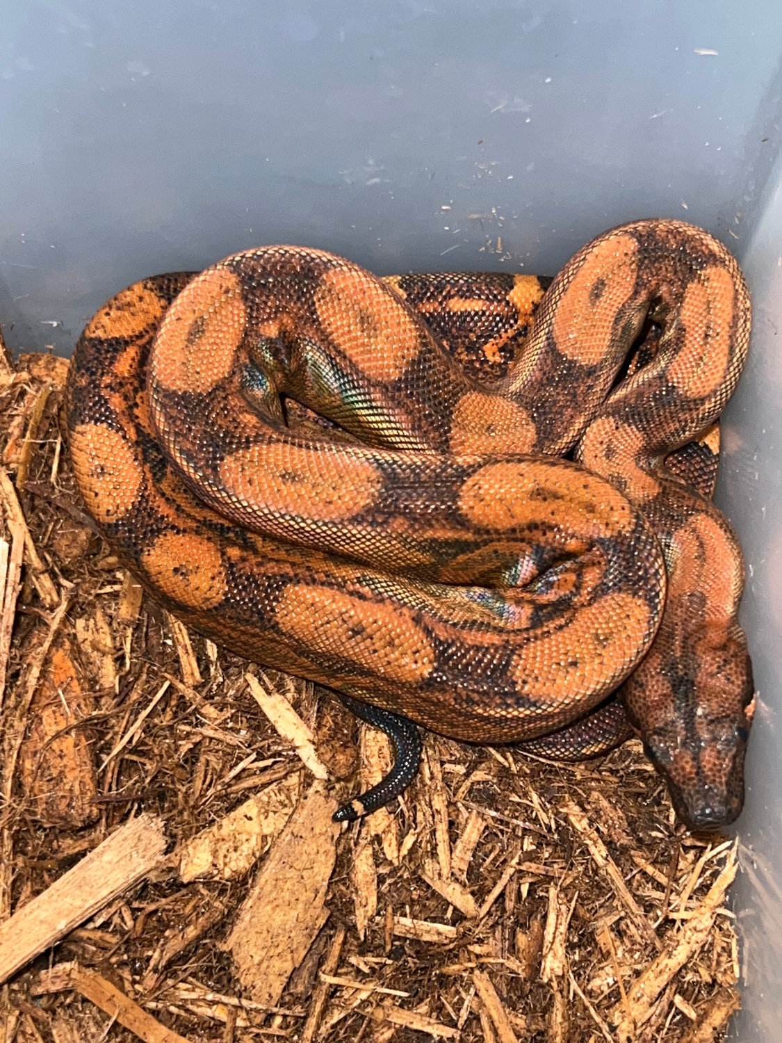 Blood 100% Anerythristic 2 Boa Constrictor by Blue Diamond Xotics ...