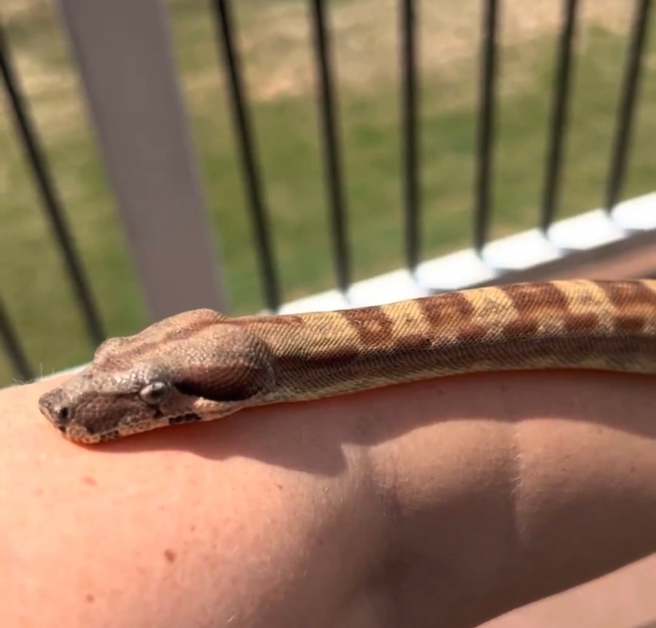 Pastel Dream Hypo Jungle Motley Aztec Monster Tail Boa Constrictor by ...