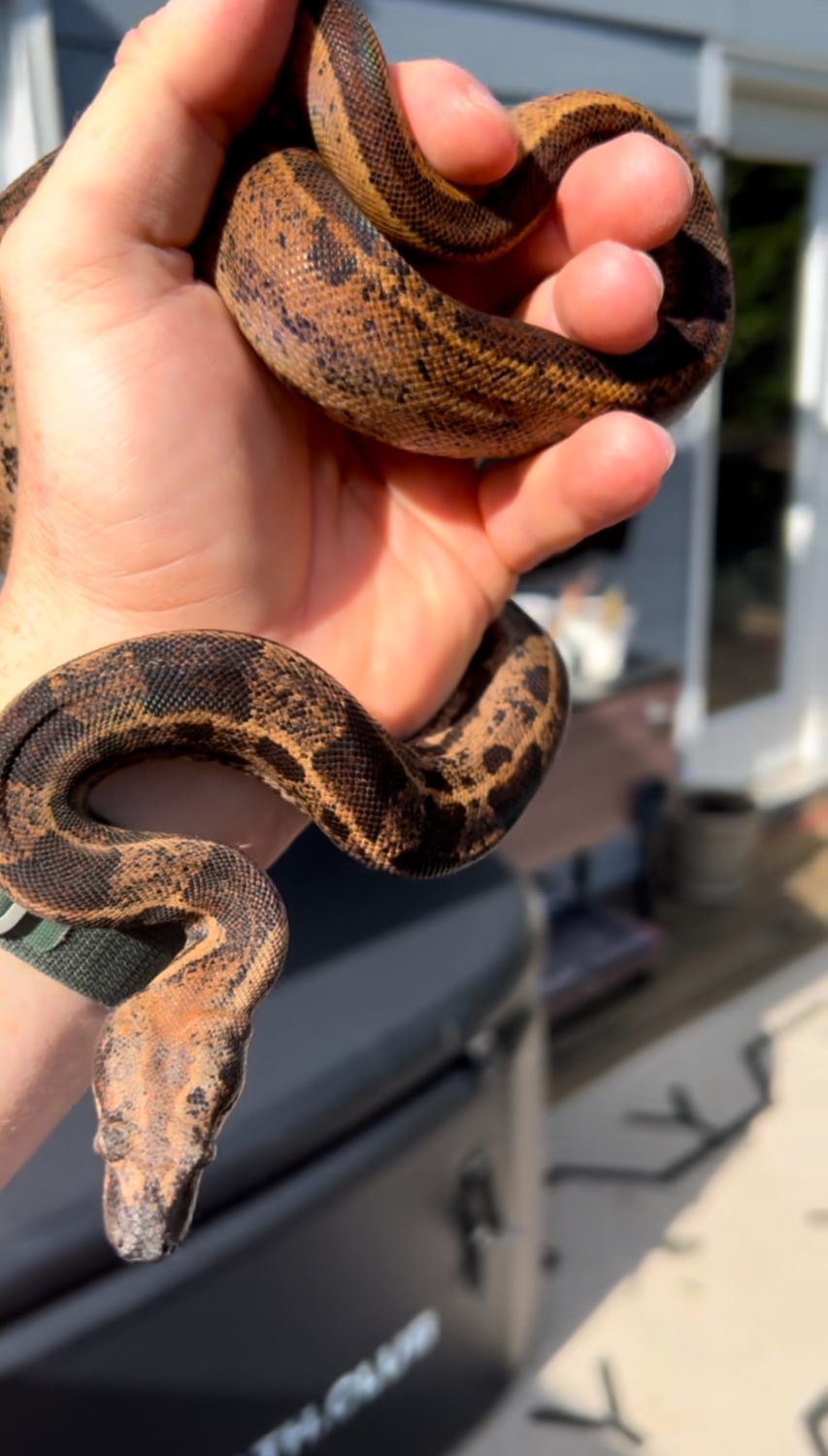 IMG Motley Pastel Dream Jungle 66% Het Sharp Boa Constrictor by Black ...