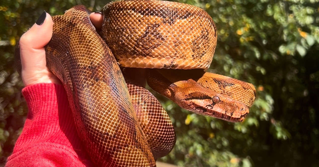 Hypo Salmon Blood Boa Constrictor by Black Label Boas - MorphMarket