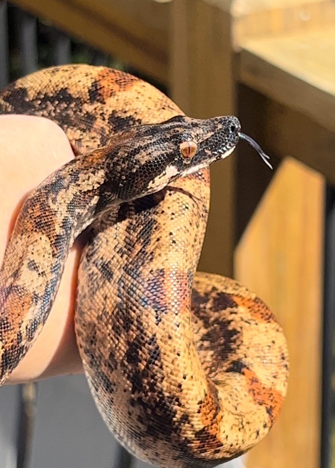 2022 Summit Pastel Hypo Jungle IMG 66% Het Kahl Boa Constrictor by ...