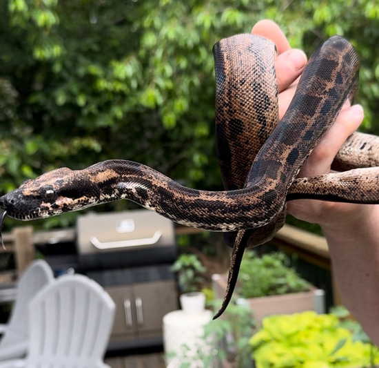 IMG Motley Pastel Dream Jungle 66% Het Sharp Boa Constrictor by Black ...