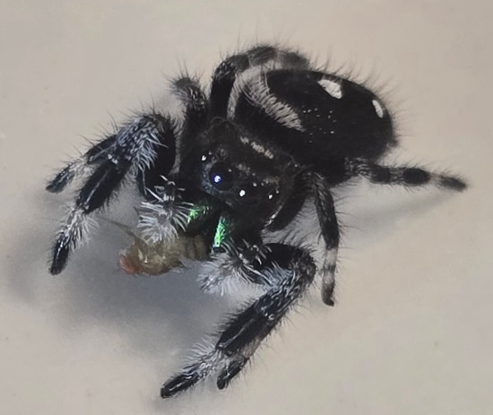 Bogo Male Phiddipus Regius Soroa "Quill Jumping Spider by Wilcox Spoods