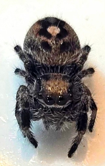 Phiddipus Regius Soroa "Pixie Jumping Spider by Wilcox Spoods