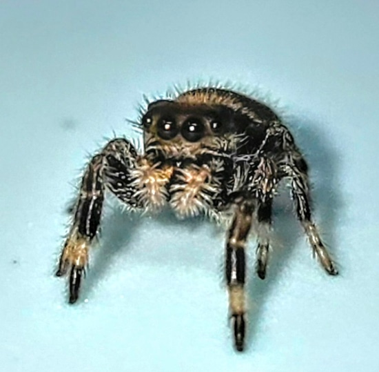 Buy One Get On 1/2 0ff Phiddipus Regius Soroa "Jupiter Jumping Spider ...