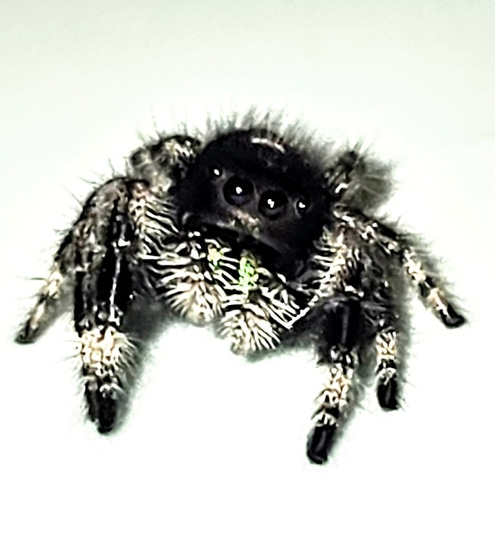 Cedar "bogo Jumping Spider by Wilcox Spoods
