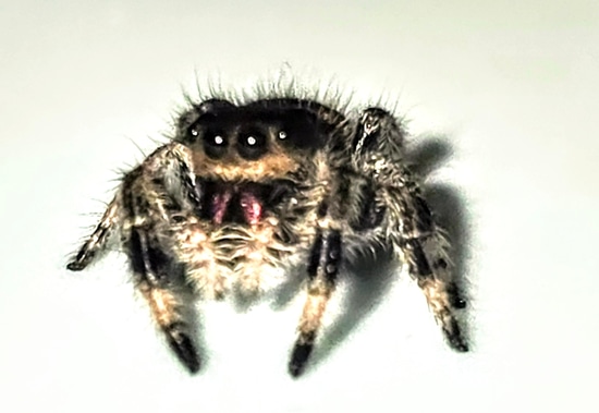 Tater Tot Jumping Spider by Wilcox Spoods