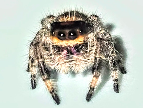 Hazel Jumping Spider by Wilcox Spoods