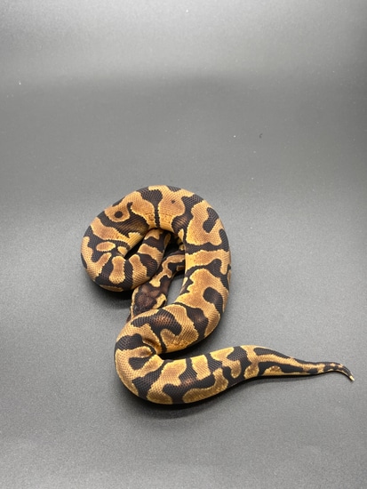 Enchi Pastel Pos YB Ball Python by Vna Exotics