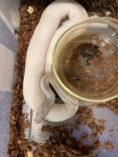 2019 Super Russo Ball Python by Hexxus pythons