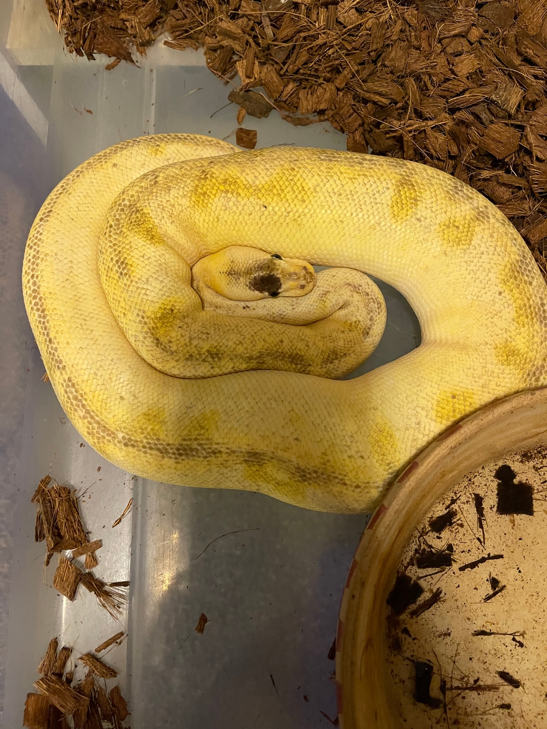 Champaign Enchi Pastel Paradox Ball Python by Hexxus pythons - MorphMarket