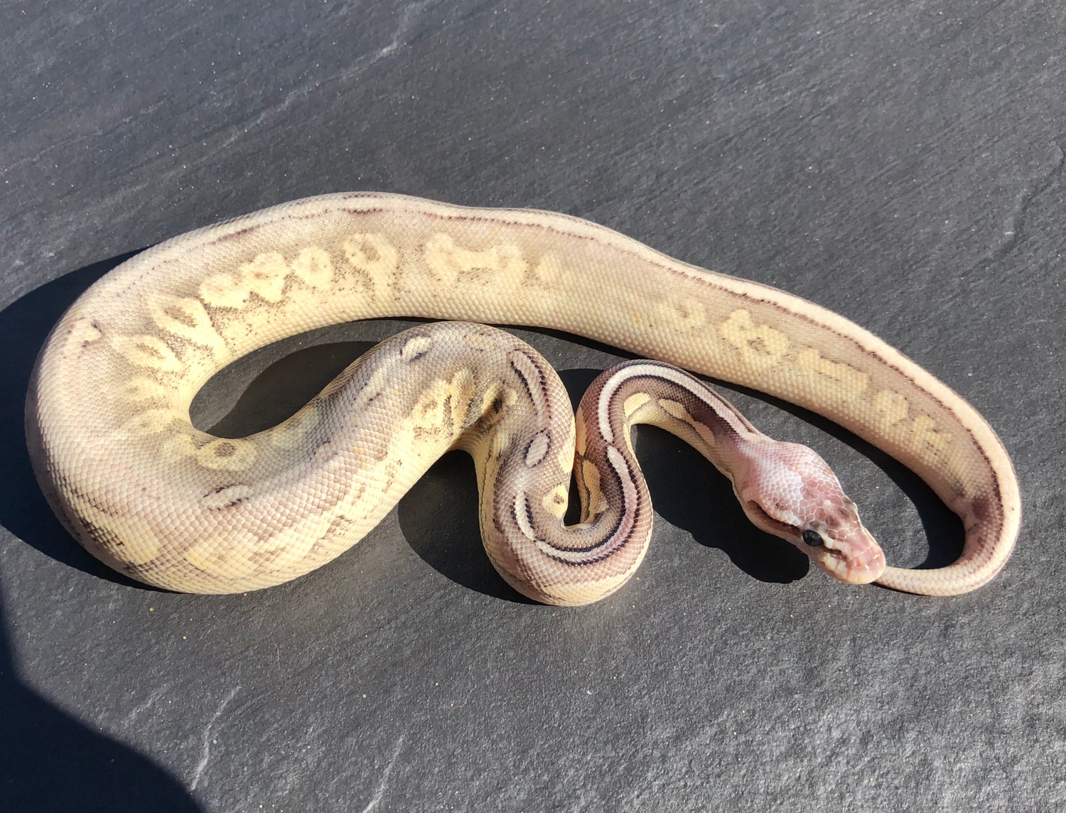 Sterling Ball Python by Adventure_Exotics - MorphMarket