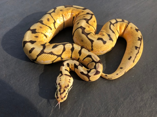 Bumble Bee 100% DH Ghost Pied Ball Python by Adventure_Exotics