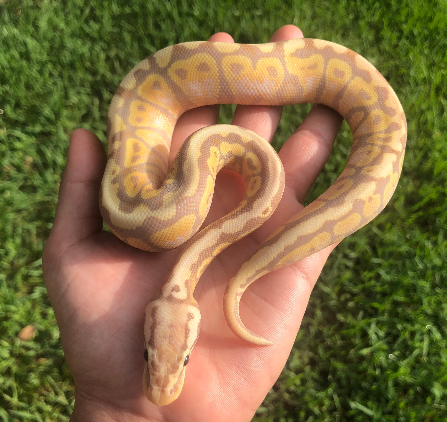 Banana Spotnose Ball Python by Adventure_Exotics - MorphMarket