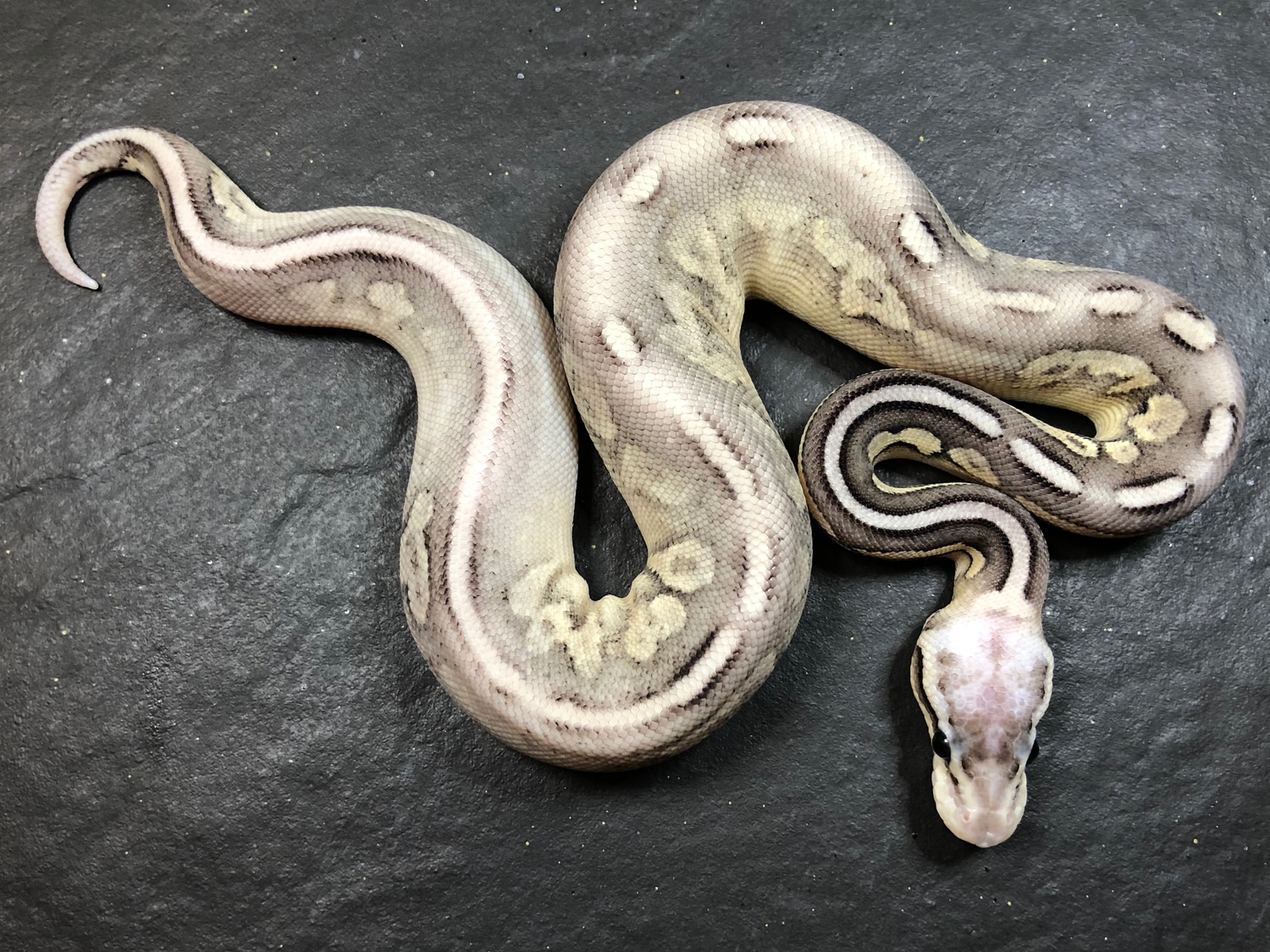 Sterling Ball Python by Adventure_Exotics - MorphMarket
