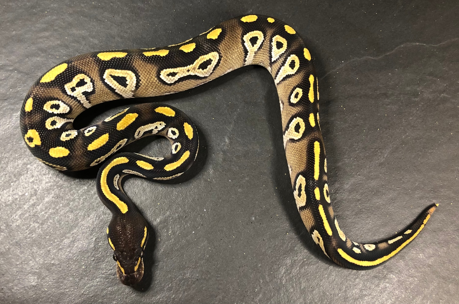 Blackhead Mojave Het Lavender Albino Ball Python by Adventure_Exotics ...