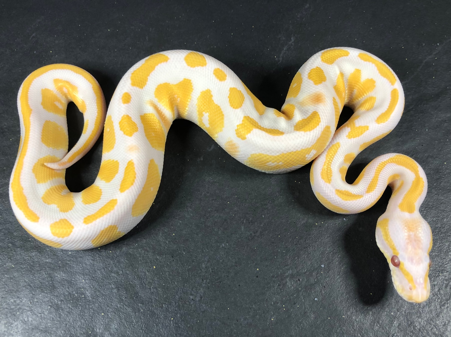 Blackhead Lavender Albino Ball Python by Adventure_Exotics - MorphMarket