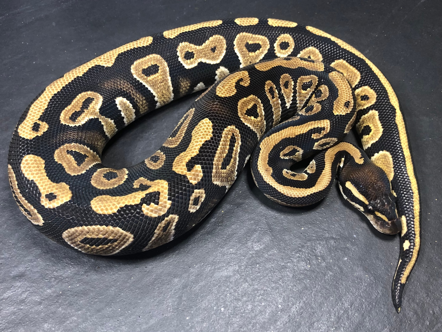 Blackhead Spotnose 100% Het Lavender Ball Python by Adventure_Exotics ...