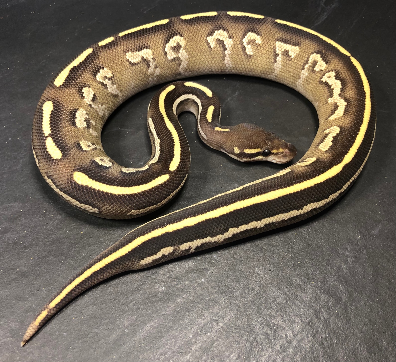 Blackhead Mojave Fire 100% Het Lavender Ball Python by Adventure ...