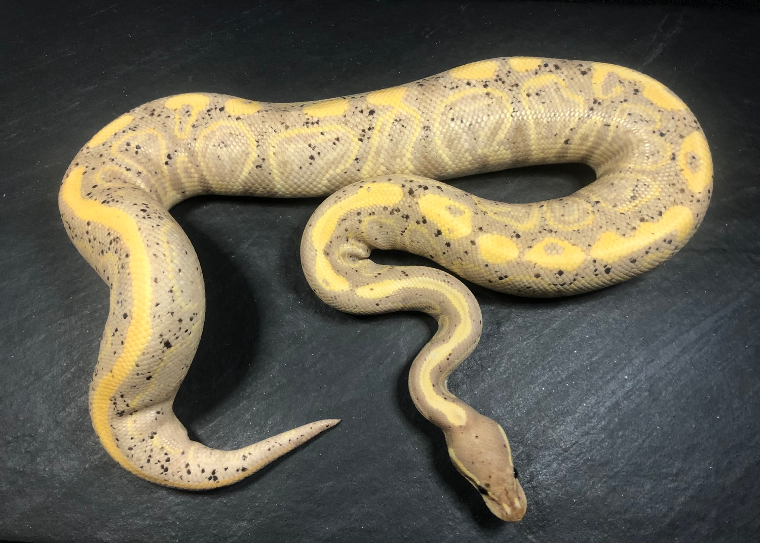 Black Pastel Banana Ball Python by Adventure_Exotics - MorphMarket