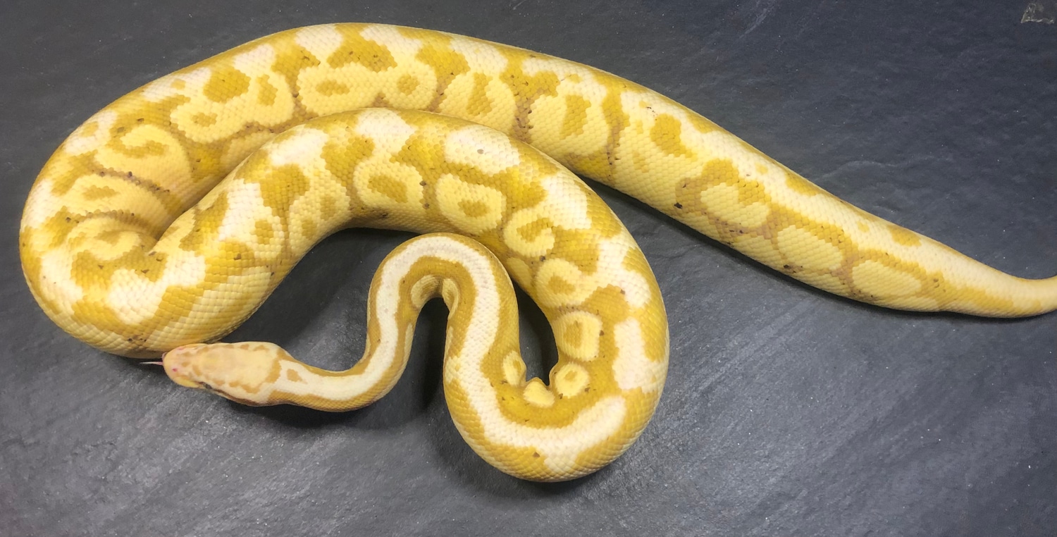 Pastel Banana Spotnose Ball Python by Adventure_Exotics - MorphMarket