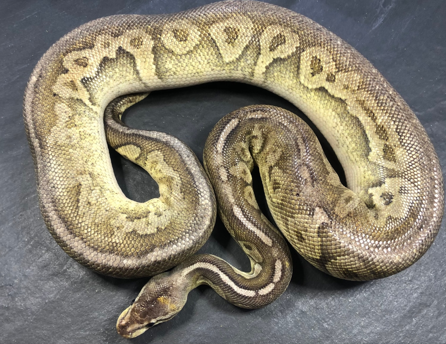 Sterling Ball Python by Adventure_Exotics - MorphMarket