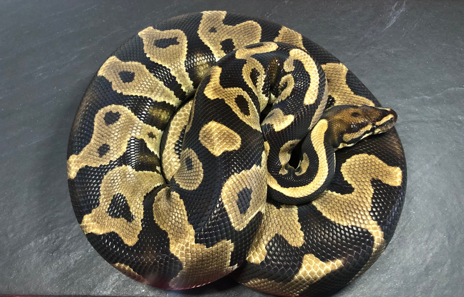 Leopard Het Lavender Albino Ball Python by Adventure_Exotics - MorphMarket