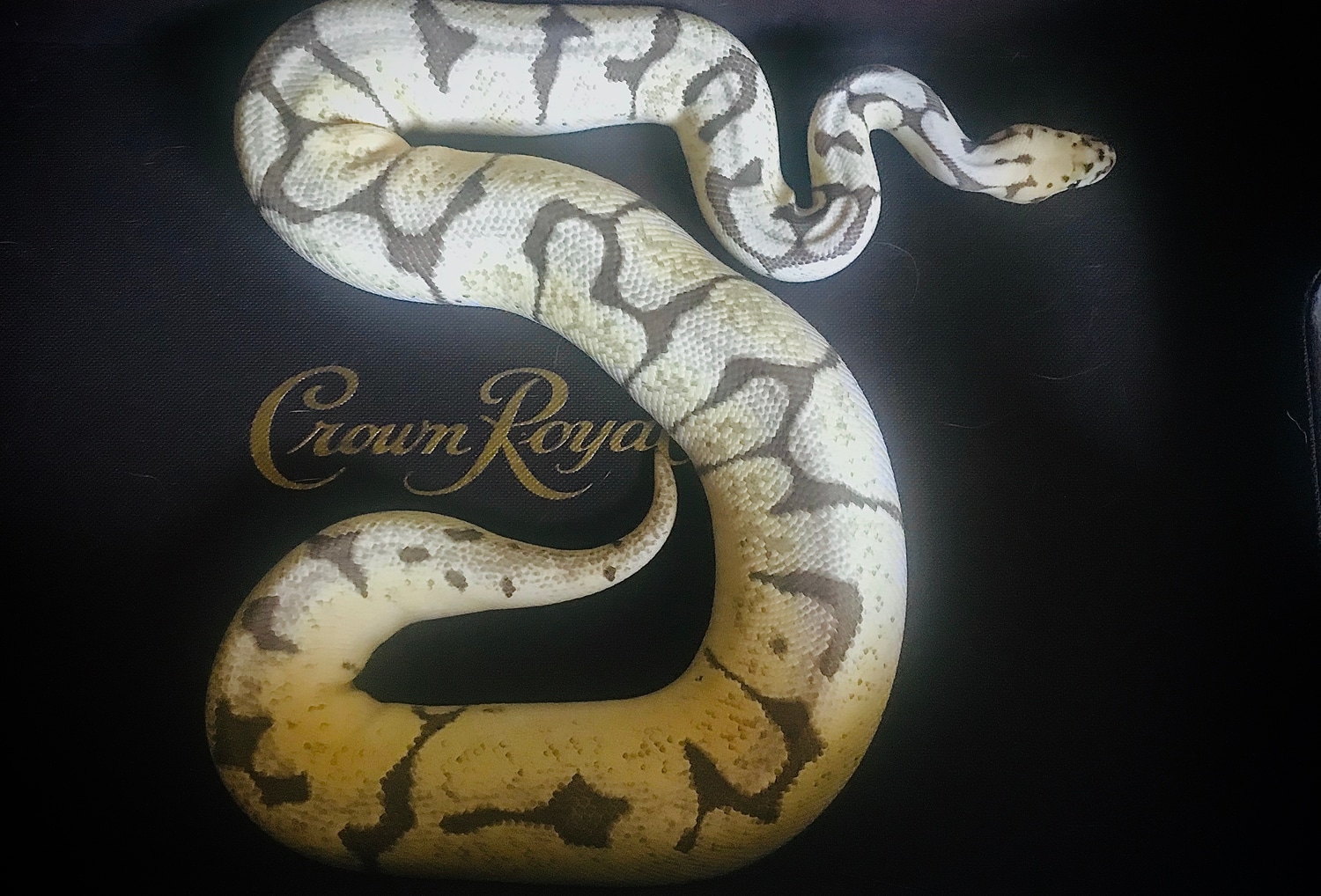 Female Bumble Belly (Yellow Belly) 🐝 Ball Python by Miss925's Reptile's ...