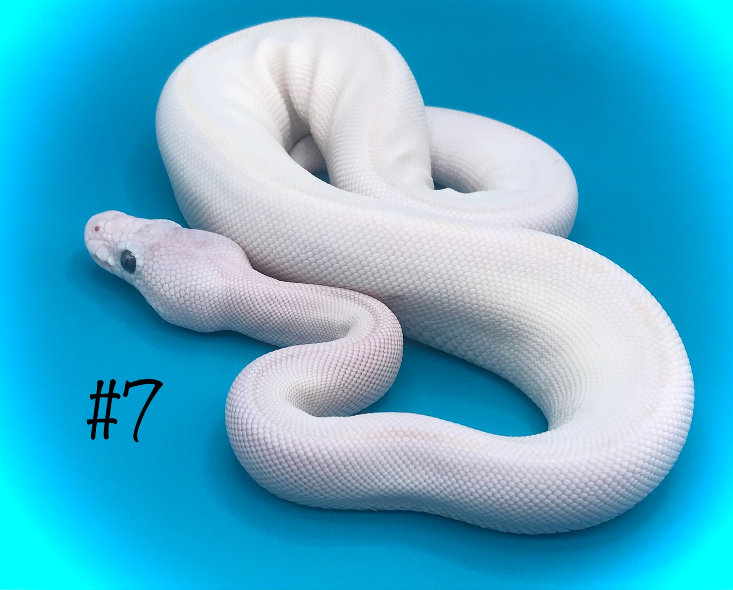 Beautiful Super Lesser Bells Ball Python By Miss925s Reptiles