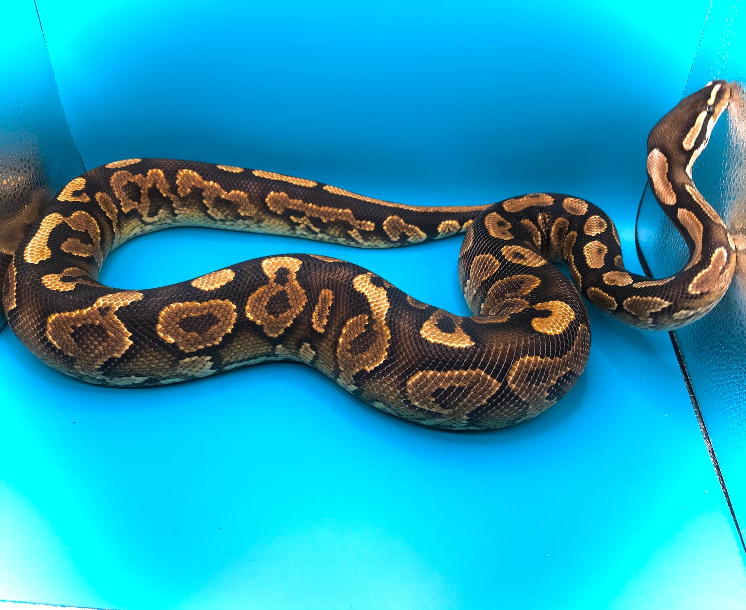 Black Pastel Yellow Belly. Pos 🔥 Fire Ball Python by Miss925's Reptile ...