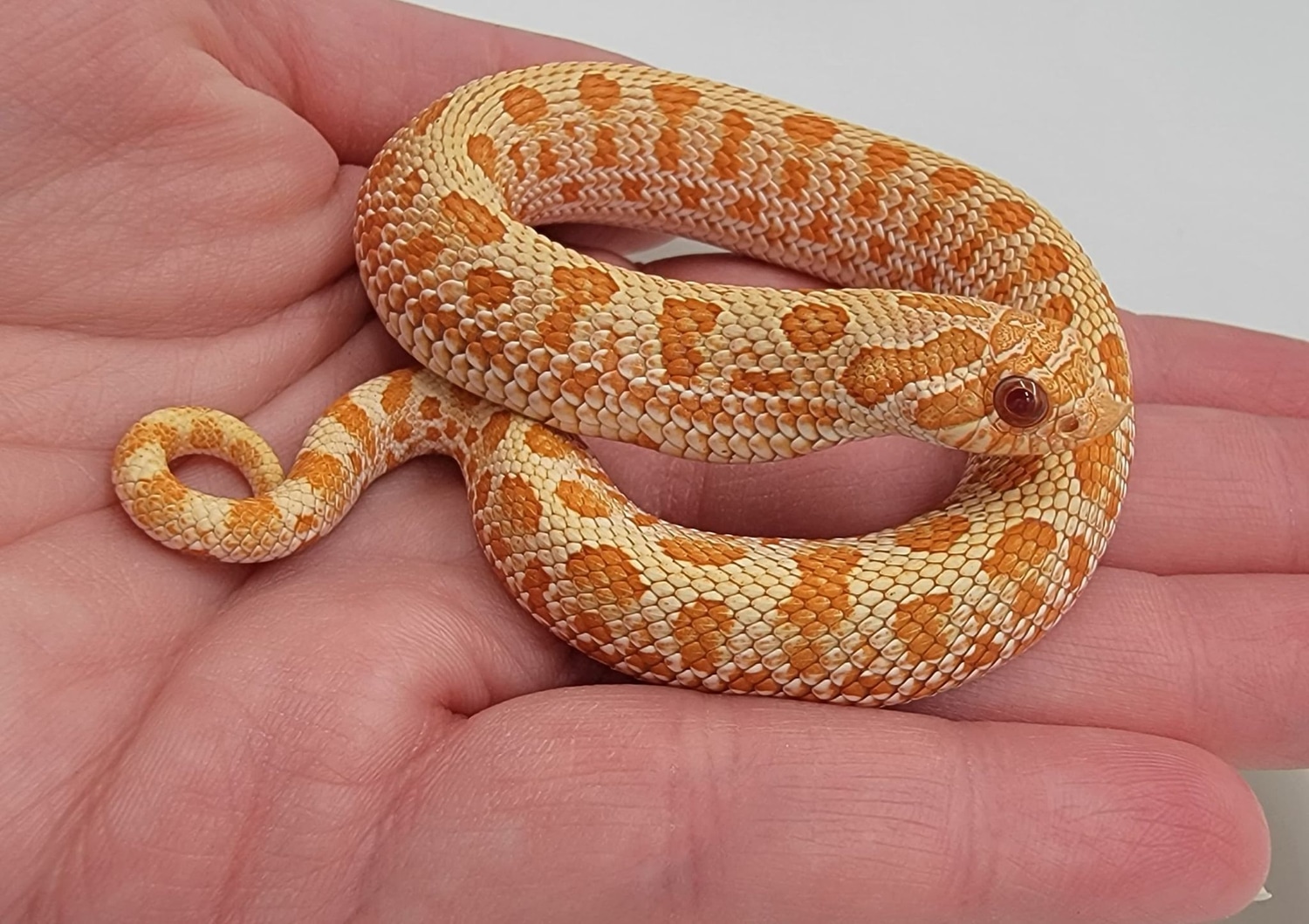 Albino Conda 100% Het Snow Western Hognose by Swanky Serpents - MorphMarket