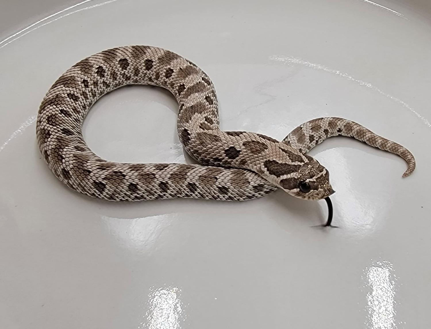 Axanthic 100% Het Snow Western Hognose by Swanky Serpents - MorphMarket