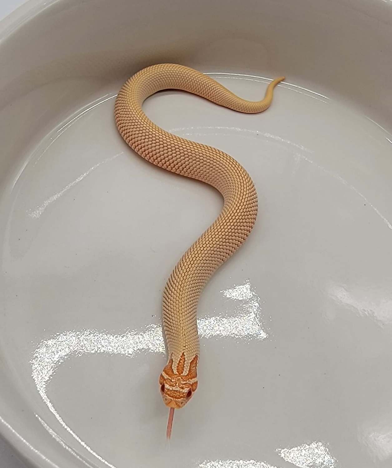 Albino Super Conda 100% Het Snow Western Hognose by Swanky Serpents ...