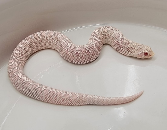 Snow Western Hognose by Swanky Serpents