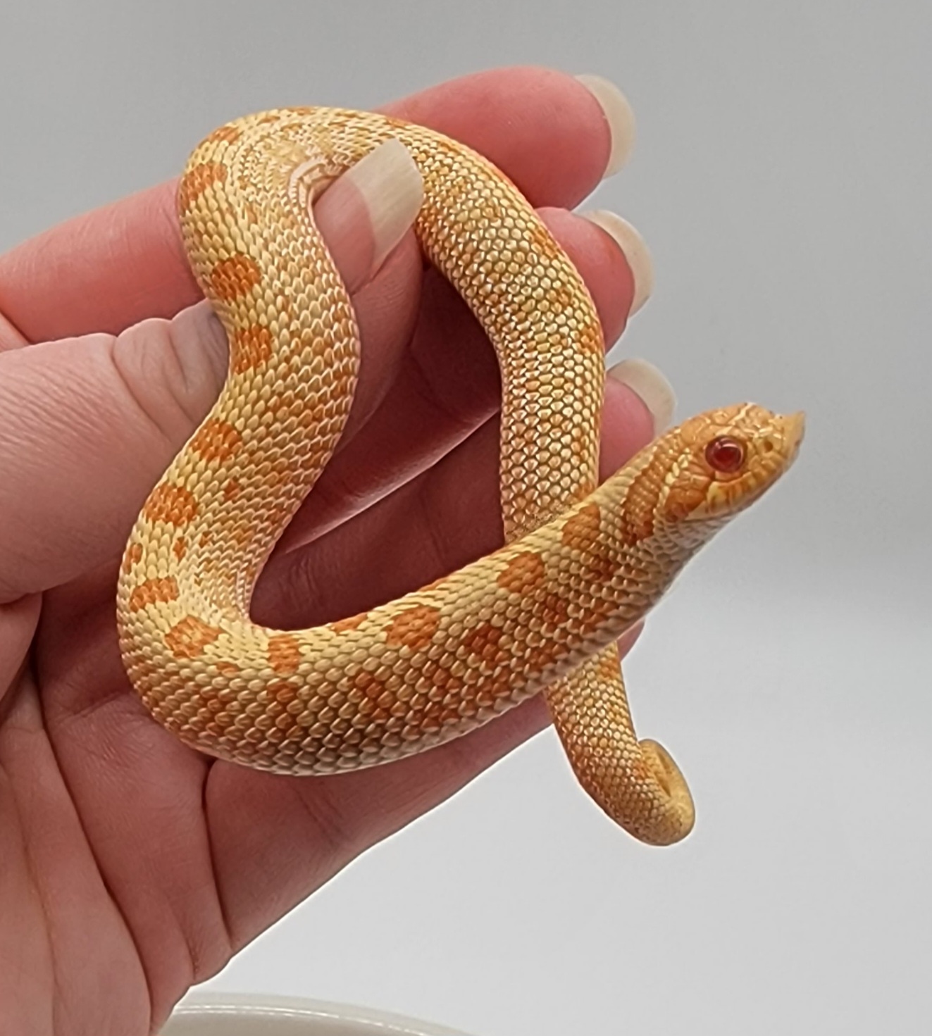 Albino Conda 100% Het Snow Western Hognose by Swanky Serpents - MorphMarket