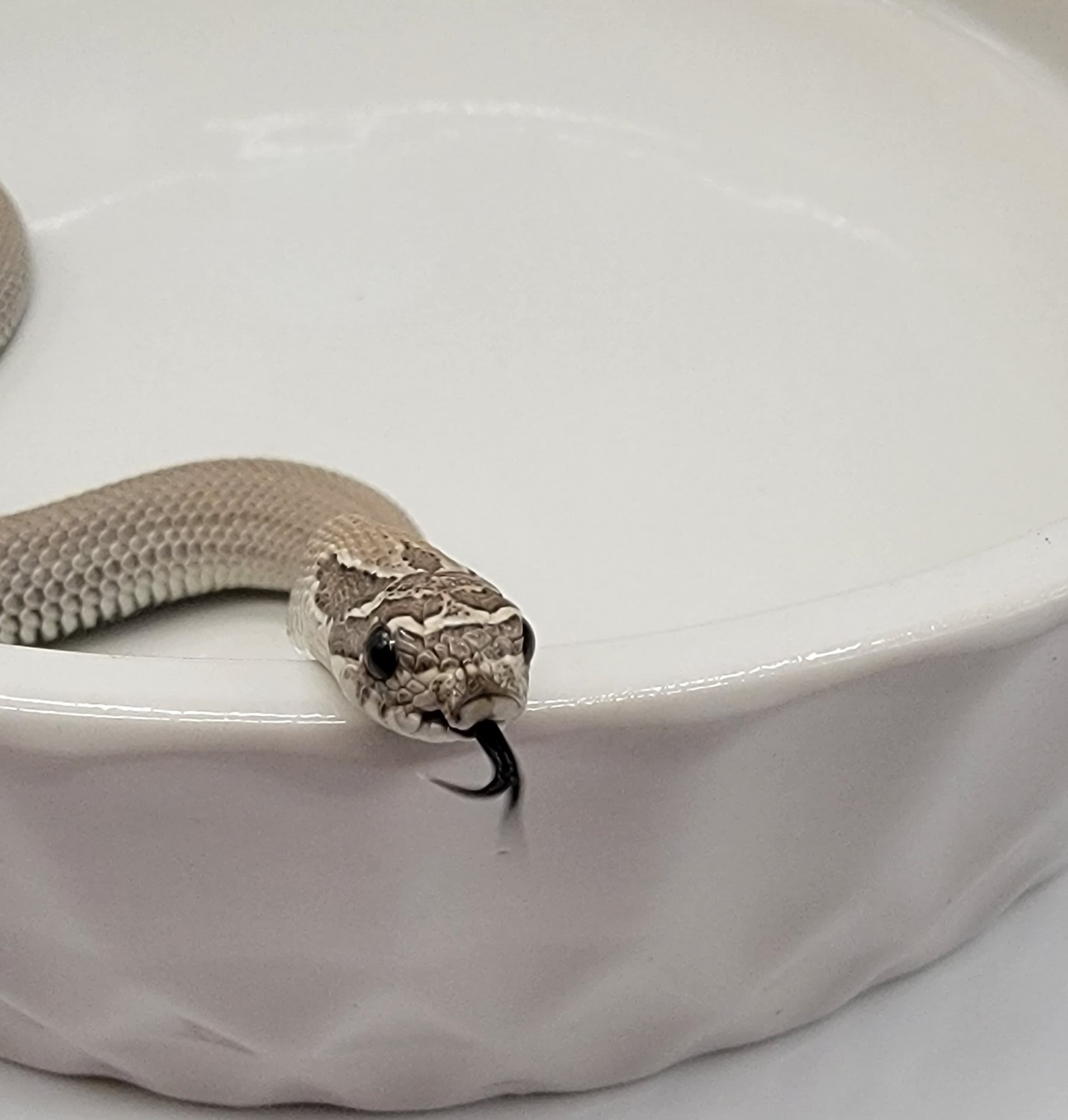 Axanthic Super Conda Western Hognose by Swanky Serpents - MorphMarket