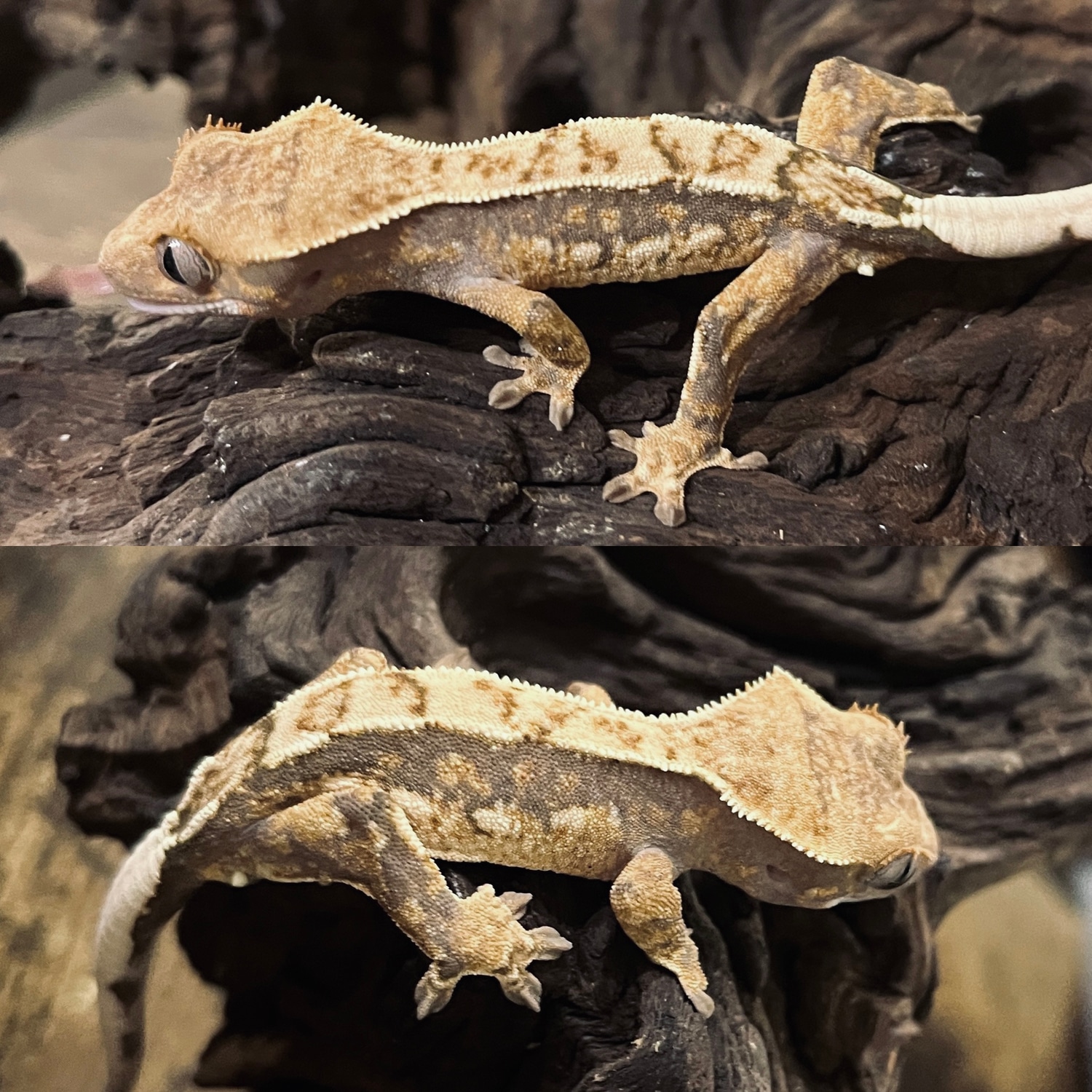 SALE! Very Nice Tricolor Baby Crested Gecko by Amari Geckos - MorphMarket