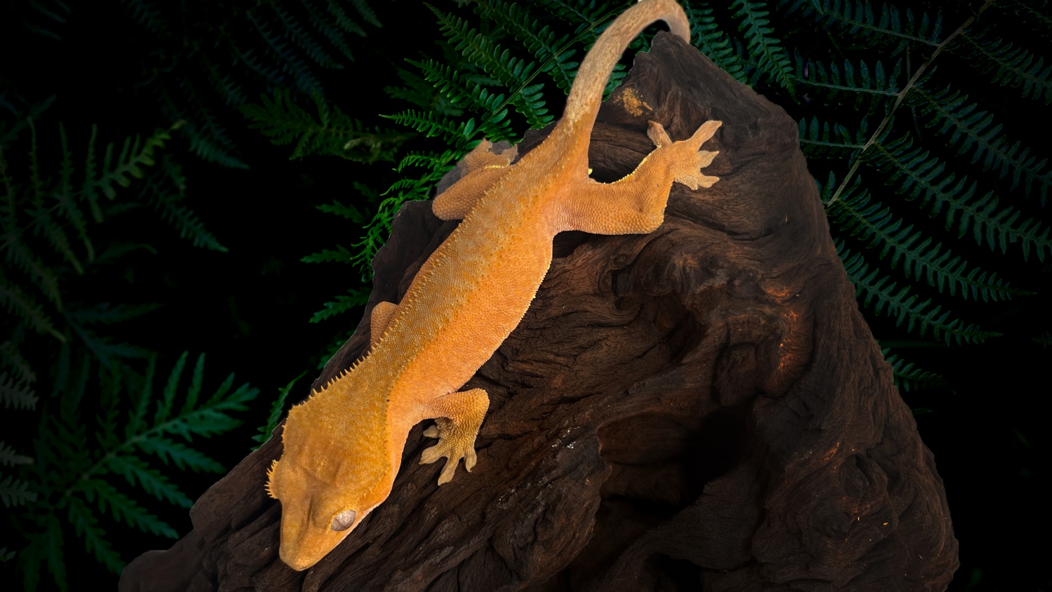 Red Bicolor Crested Gecko by Amari Geckos - MorphMarket