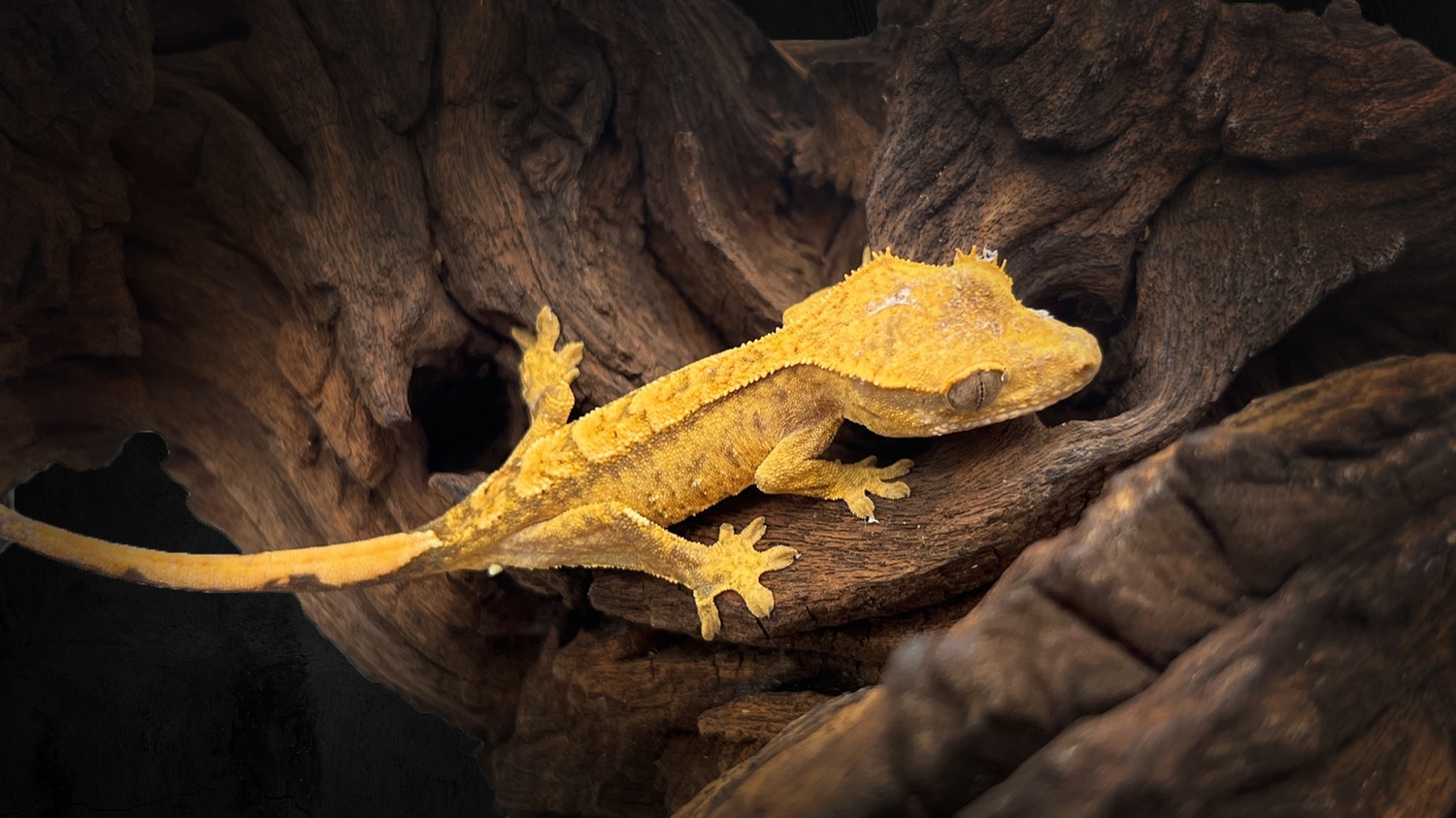 Extreme Harlequin Crested Gecko by Amari Geckos - MorphMarket