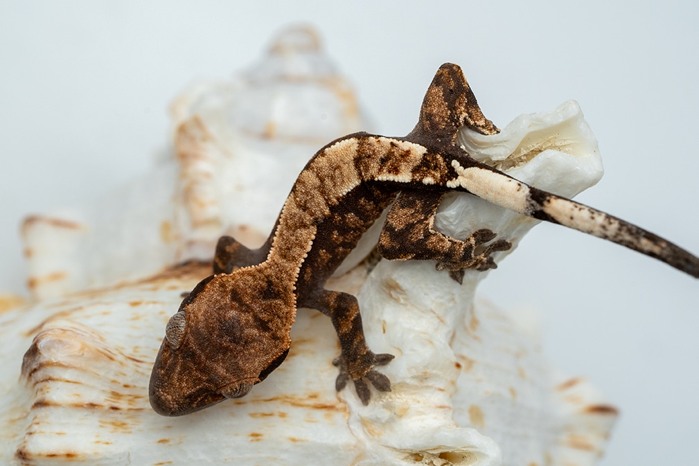 Cappuccino Crested Gecko by Amari Geckos - MorphMarket