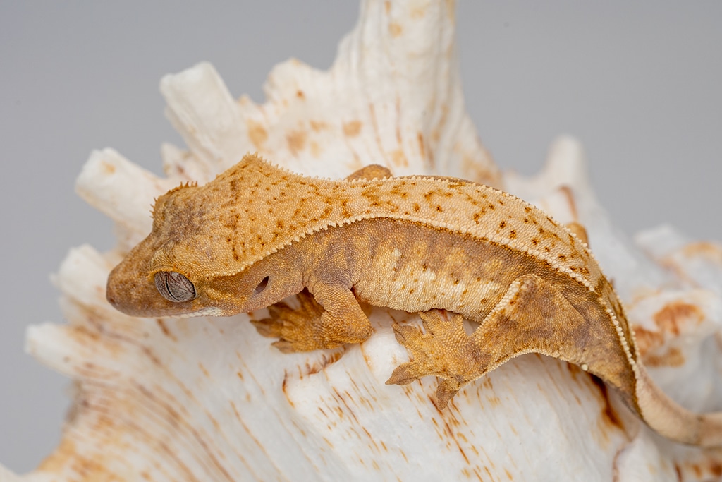 Red Harlequin Holdback * Unsexed Crested Gecko by Amari Geckos ...