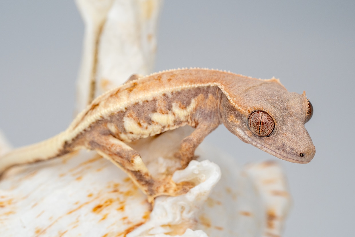 Frappuccino * Free Shipping Crested Gecko by Amari Geckos - MorphMarket